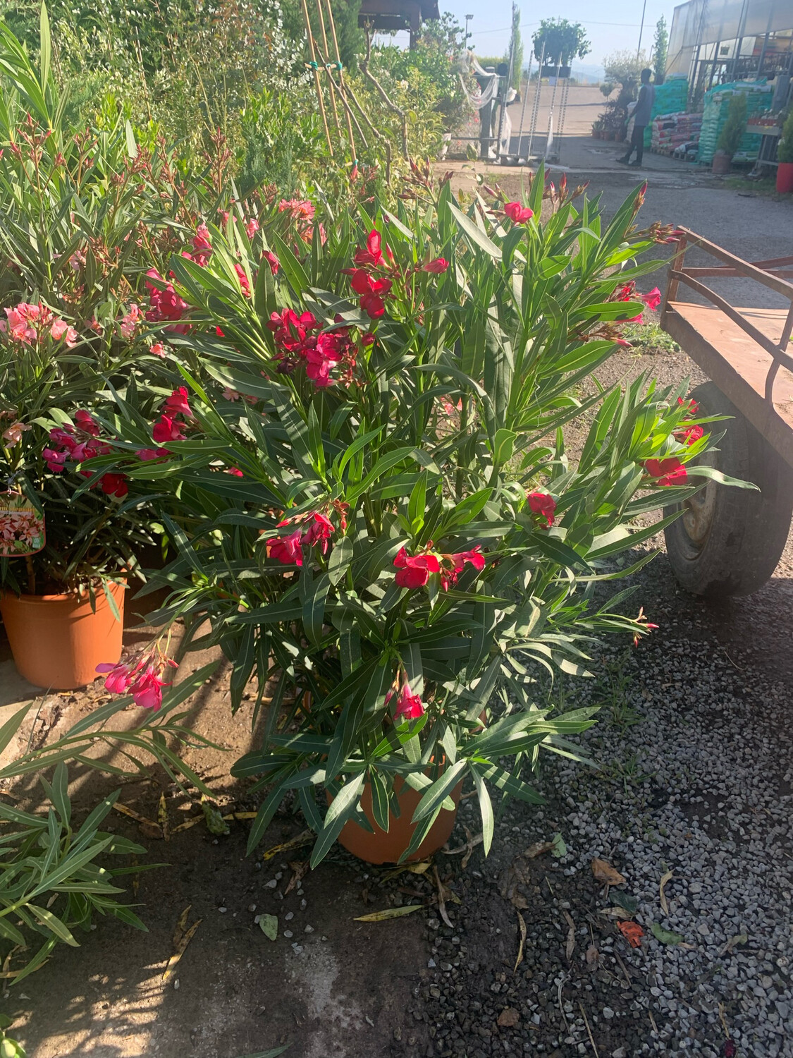 Nerium Oleander Oleandro vaso 26 h100 (NON FIORITO ORA)