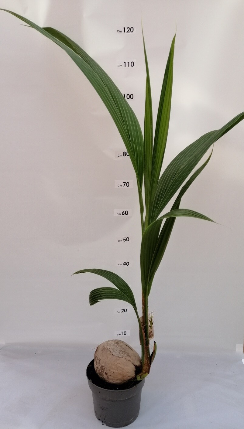 PALMA DA COCCO COCOS NUCIFERA VASO 19