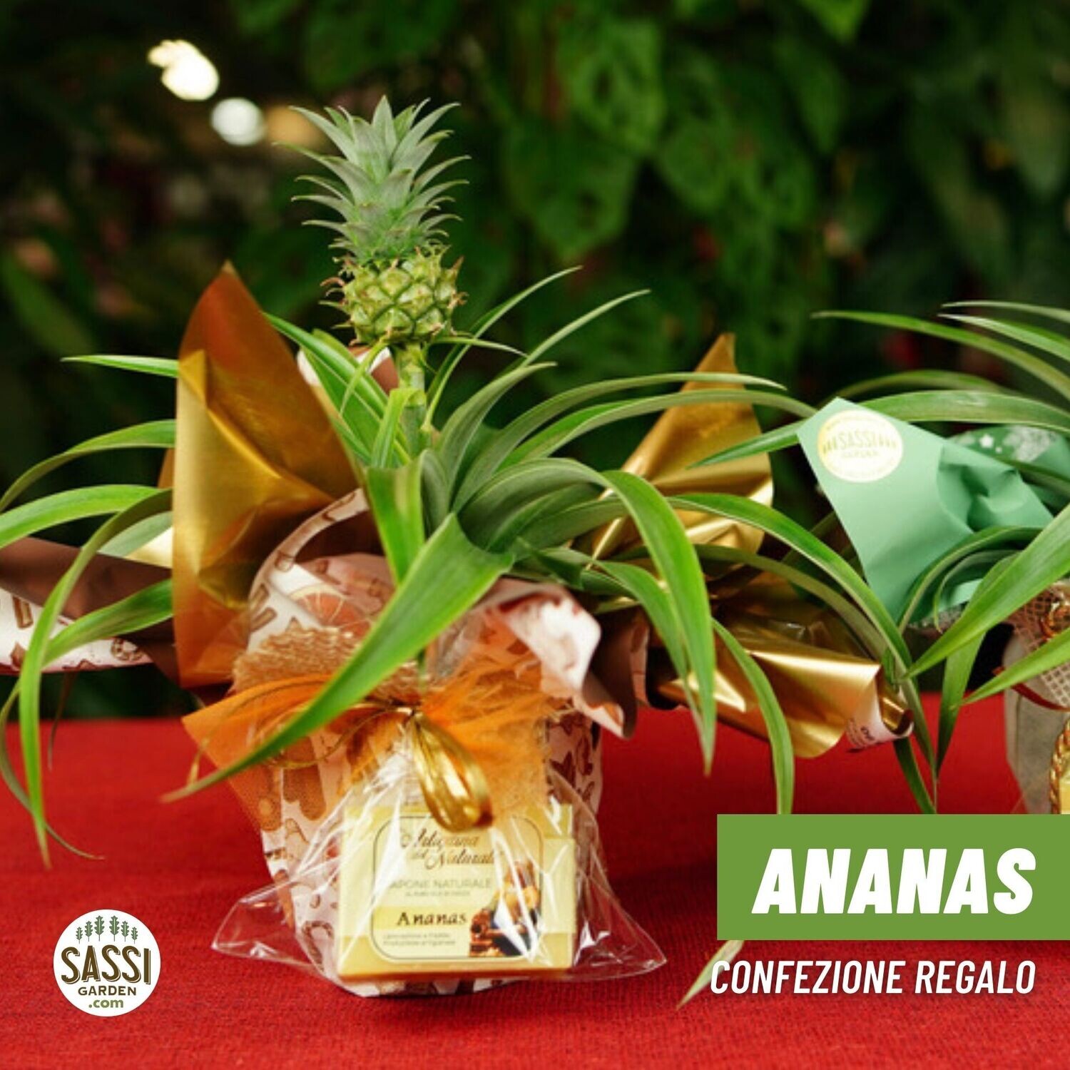 PIANTA ANANAS COMOSUS, CONFEZIONE REGALO CON SAPONETTA ALL'ANANAS ...