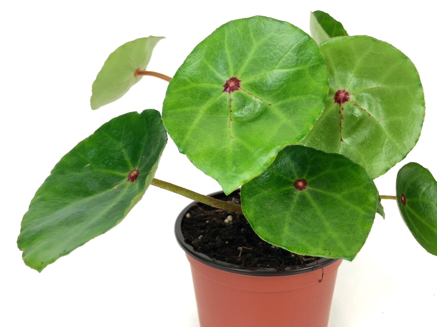 Begonia conchifolia 'Red Ruby' - vaso Ø12 cm