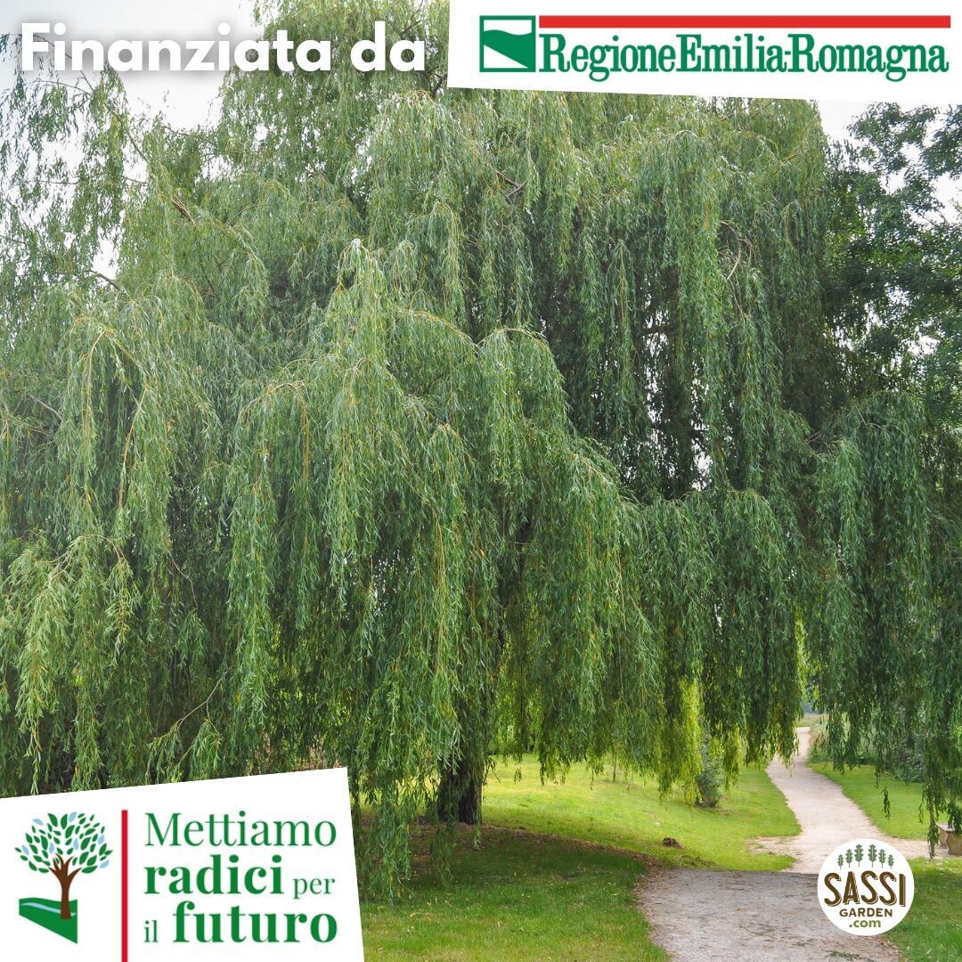 AGR Salix Cinerea/ Salice Grigio (ALBERO ALTO >1,5 m )