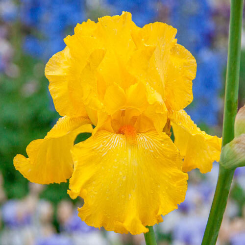 Iris Germanica v17 Pure as Gold