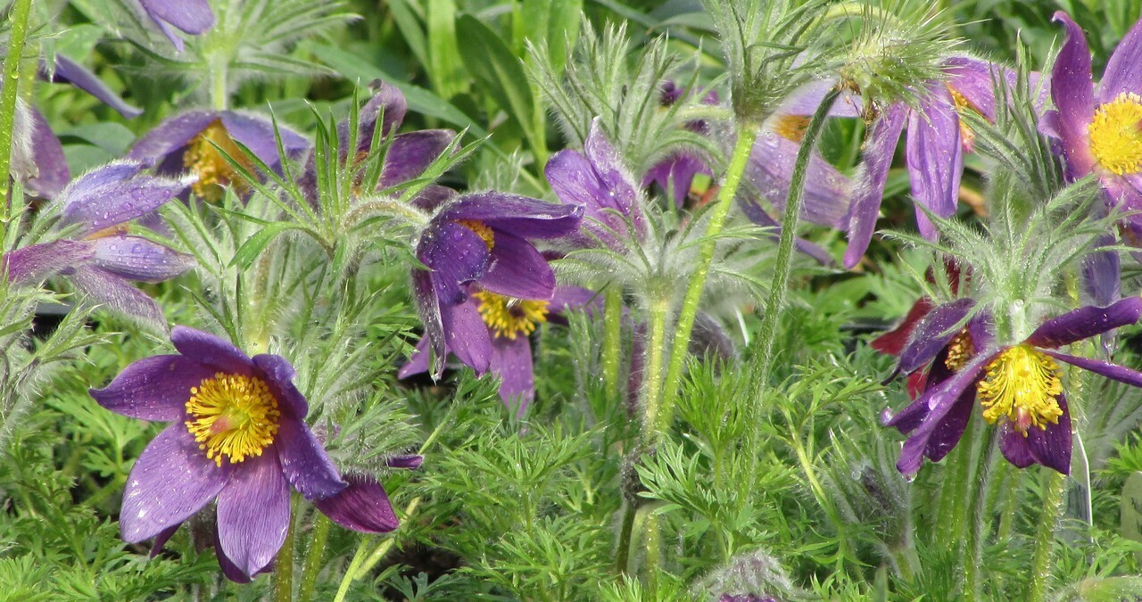 Pulsatilla Vulgaris ( Prima Papagena ) v10 Fiore di Pasqua