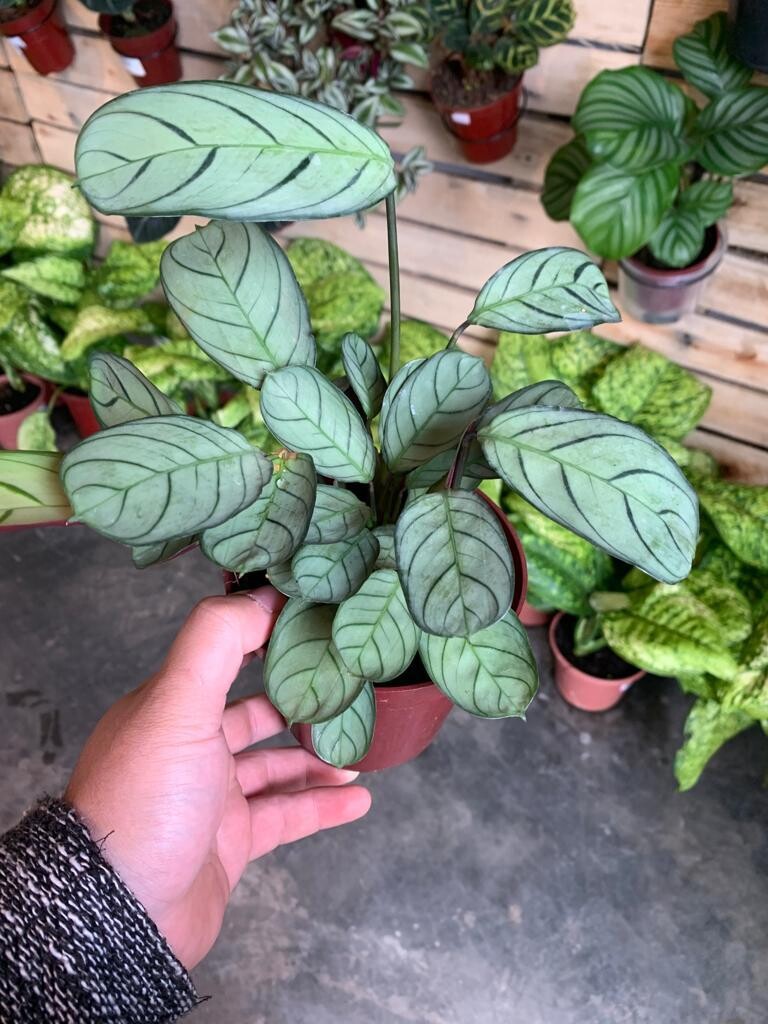 Maranta Ctenanthe Amagris Mint v10