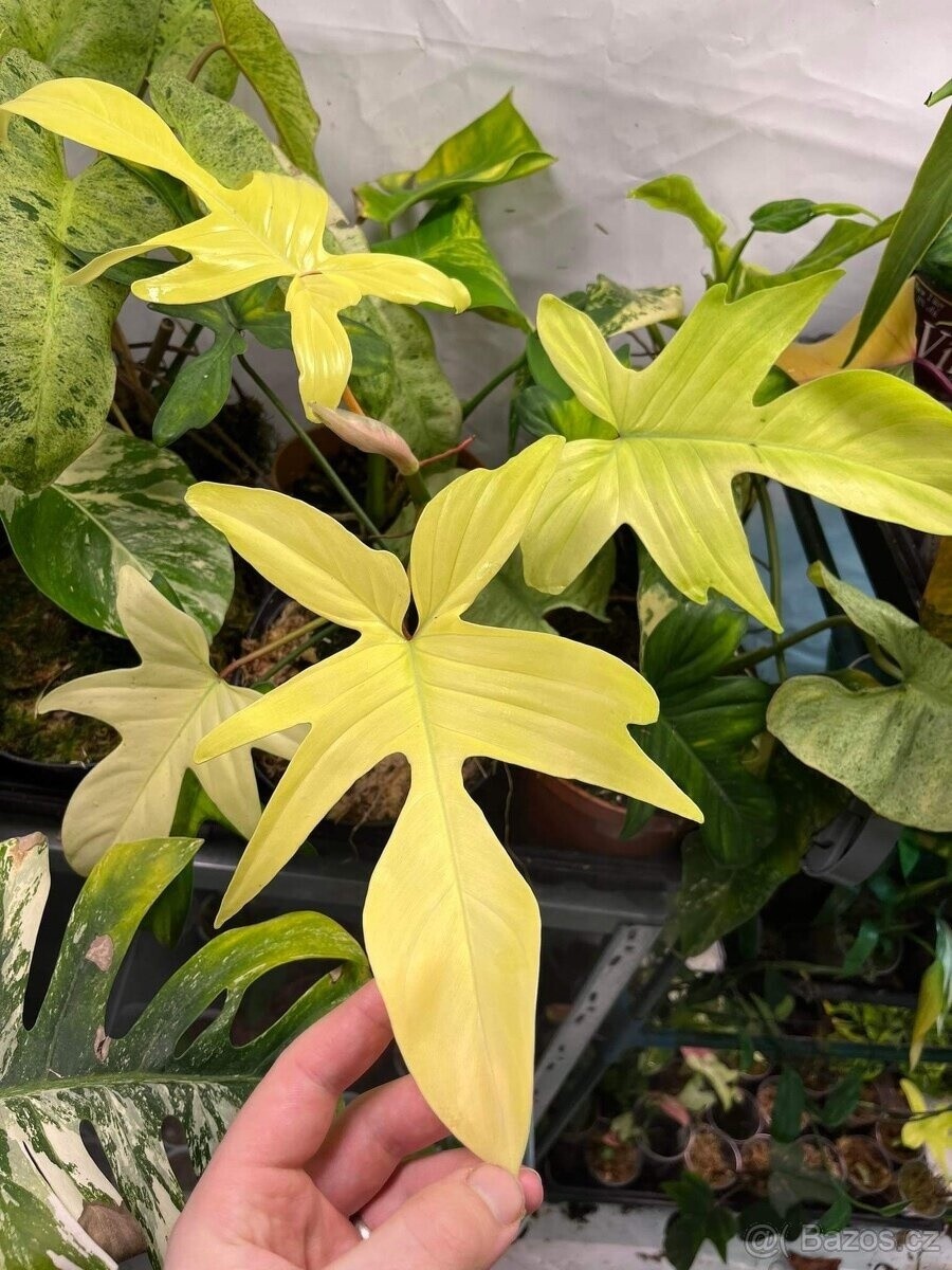 Philodendron Florida Ghost - Filodendro - vaso 17