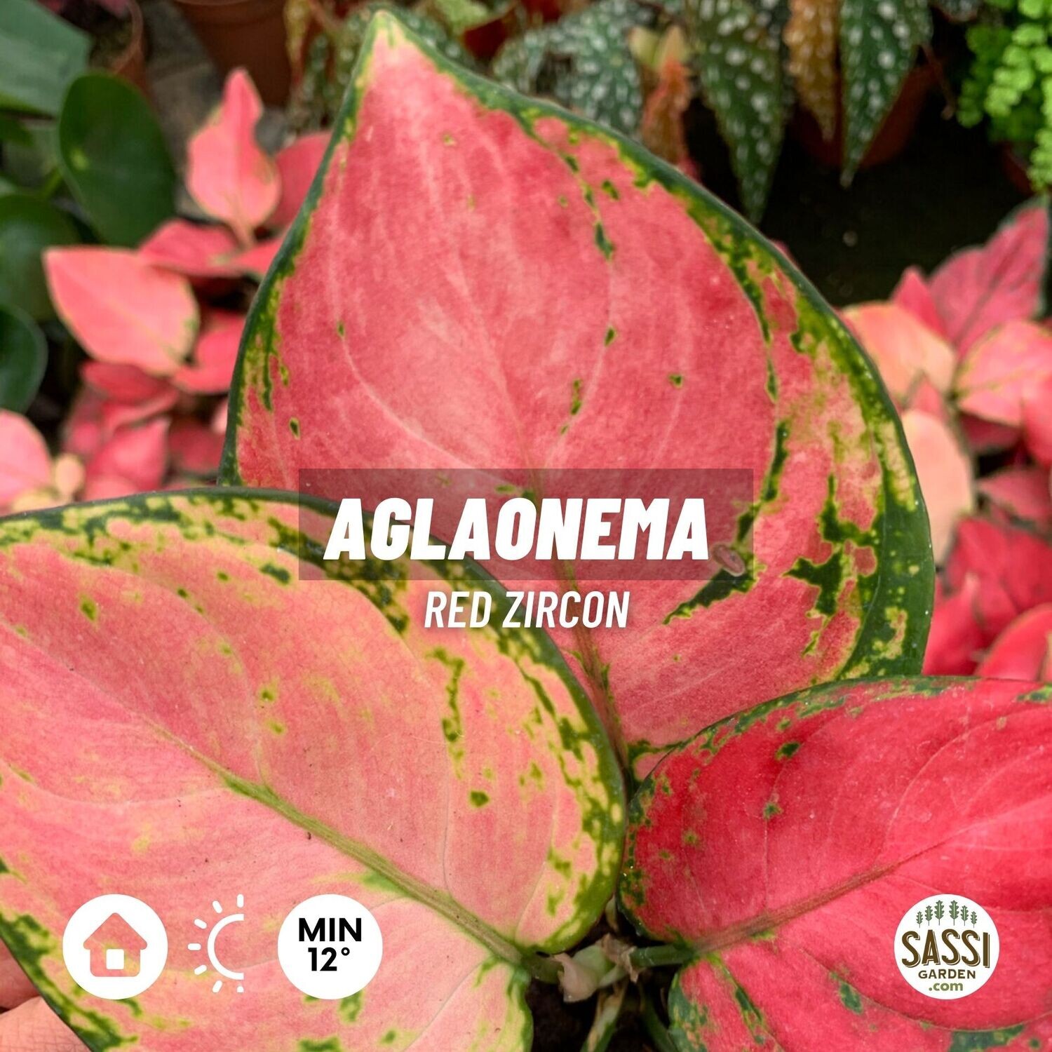 Aglaonema 'Red Zircon', Aglaonema Zircone Rosso - vaso Ø 12cm