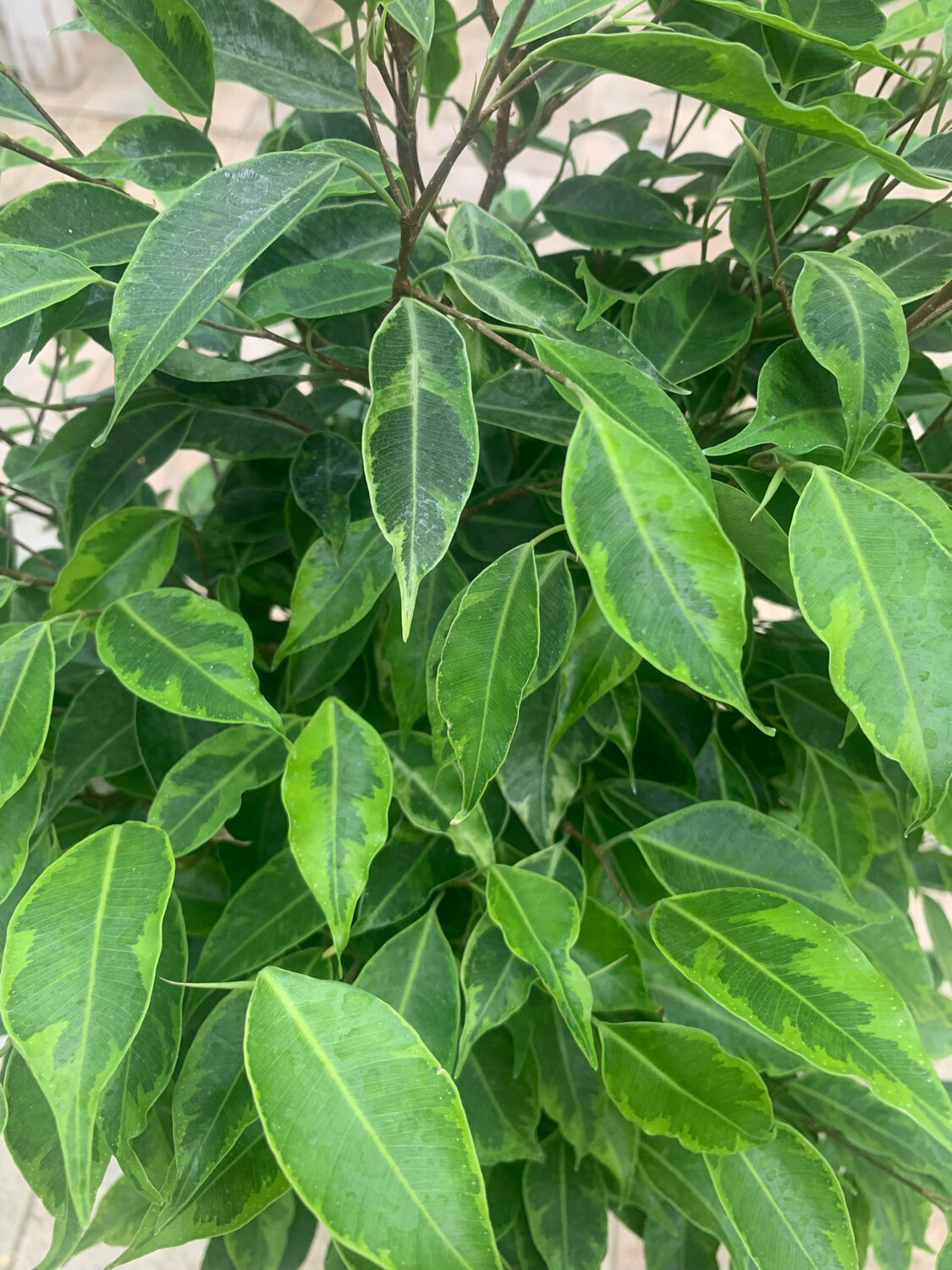 Ficus benjamina 'Aurea' - Ficus Benjamin Aurea - Bengiamino - v21