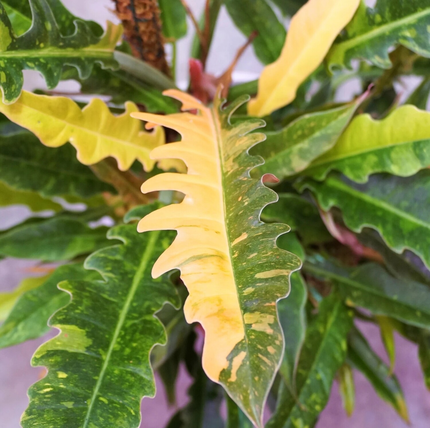 Philodendron Narrow 'Ring of Fire', Filodendro - vaso Ø6 cm