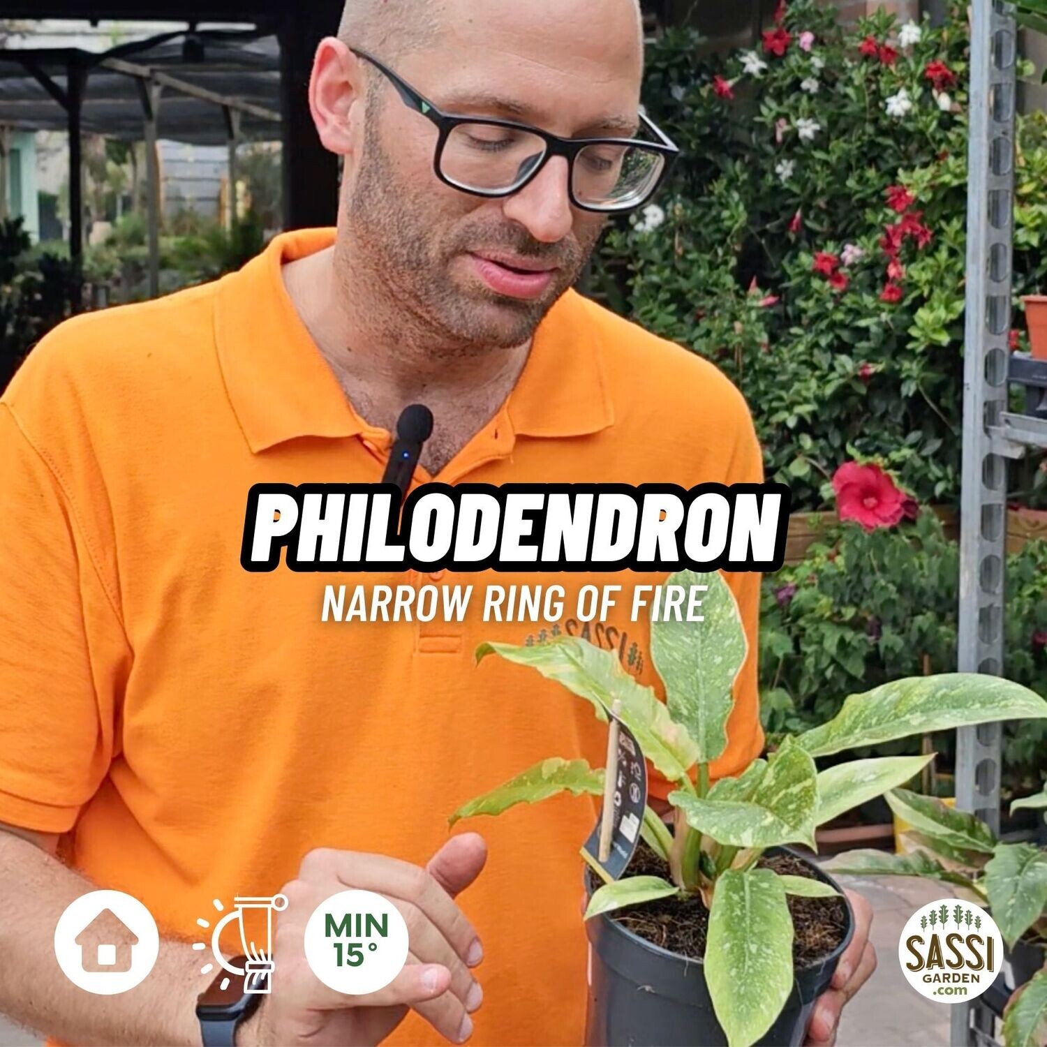 Philodendron Narrow 'Ring of Fire' - Filodendro - vaso Ø14 cm