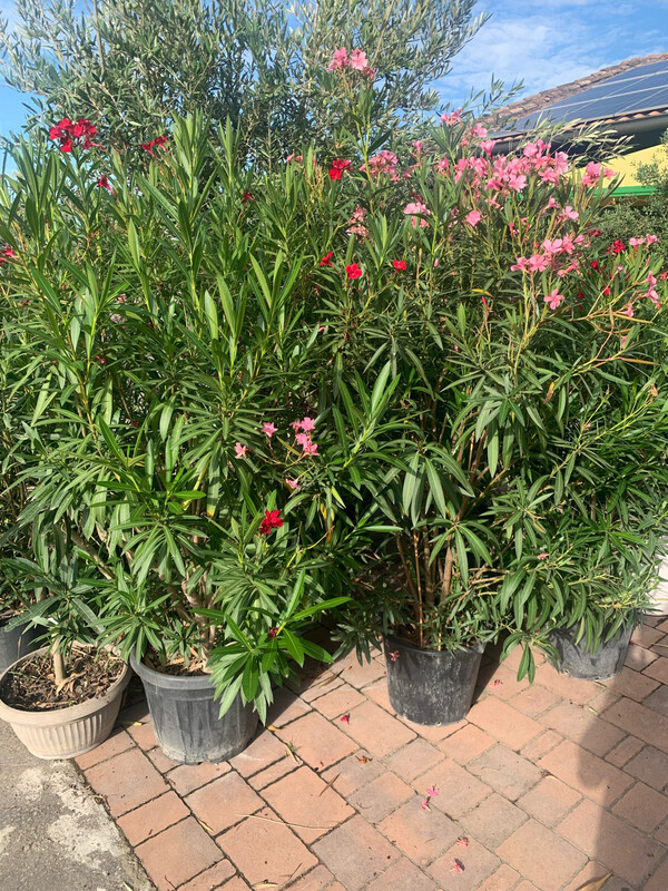 Nerium Oleander Oleandro vaso 26 h100 (NON FIORITO ORA)