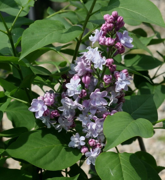 Serenella, Syringa vulgaris 'Michel Buchner', Lillà comune - vaso Ø17 cm