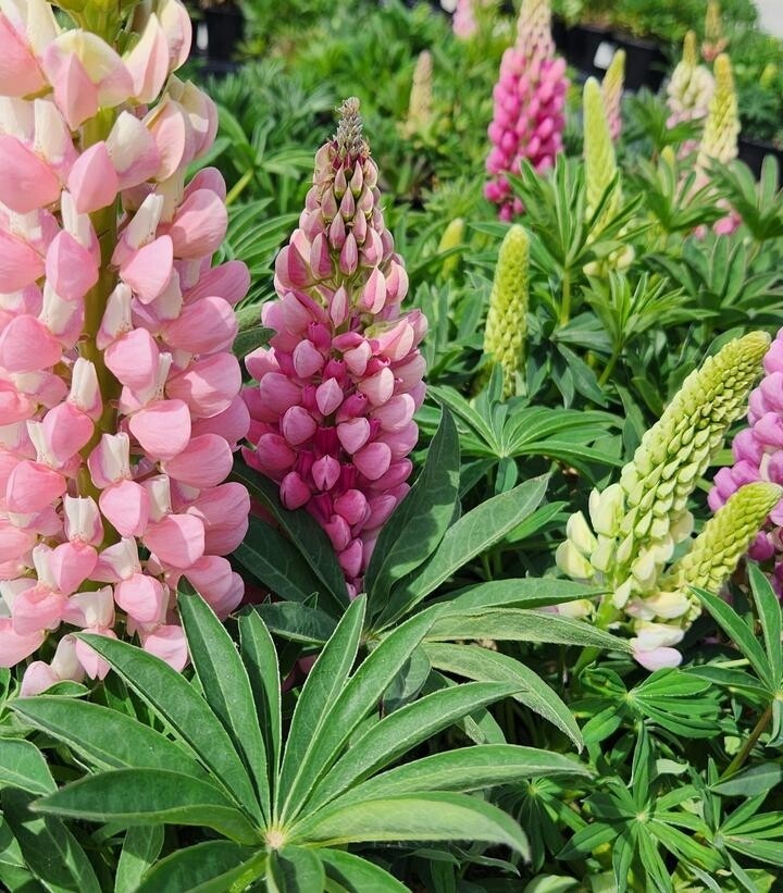 Lupinus polyphyllus " Legendary Pink Shades " - Lupino polifillo - vaso ...