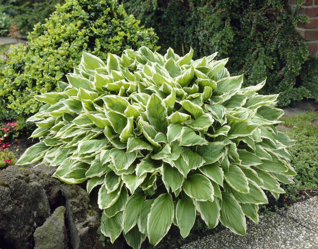 Hosta fortunei 'Albomarginata' - vaso Ø13 cm quadrato