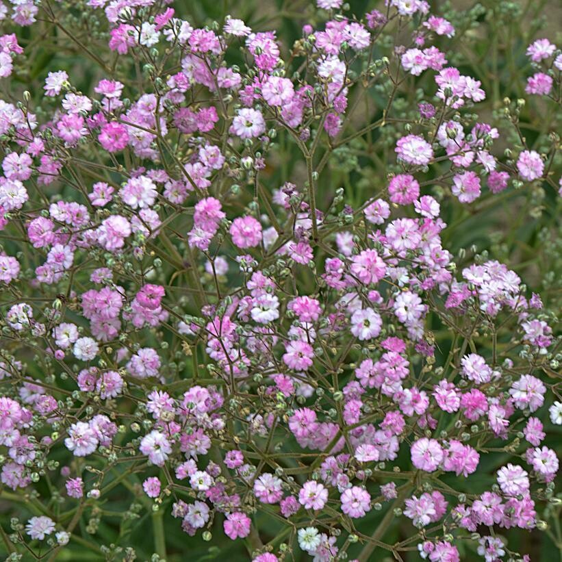 Gypsophila paniculata 'My Pink' - Gipsofila, Velo da sposa - v15