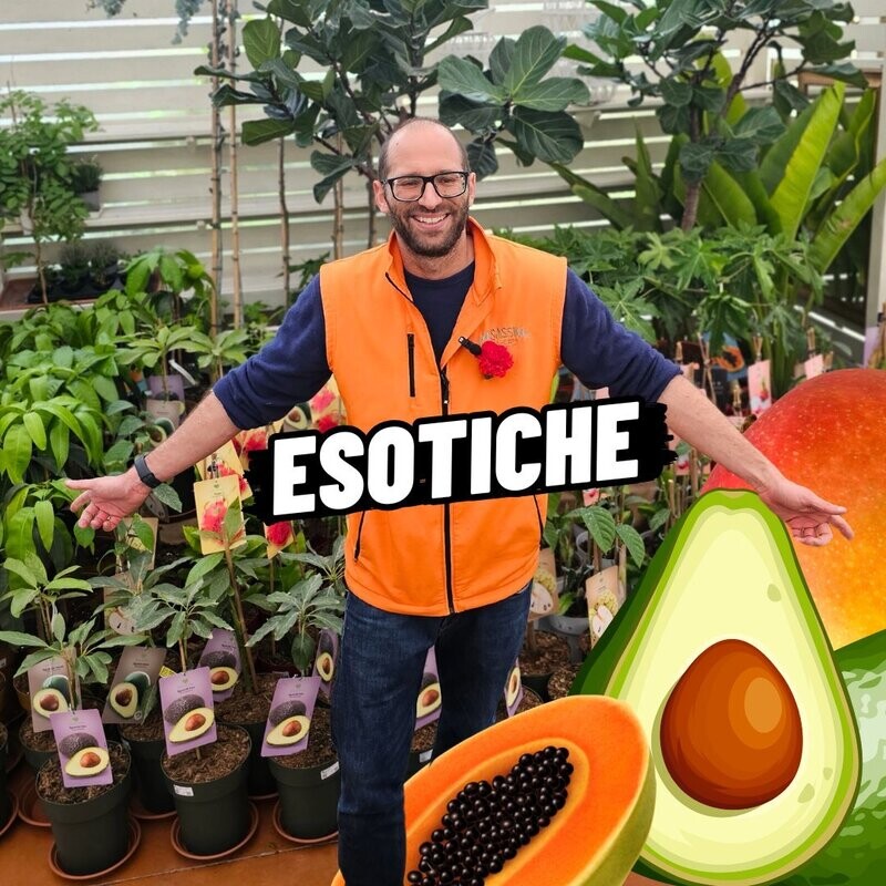 Sassi Garden - Vendita Piante Online