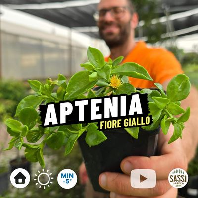 Vandita Piante Grasse da Esterno Online | Sassi Garden