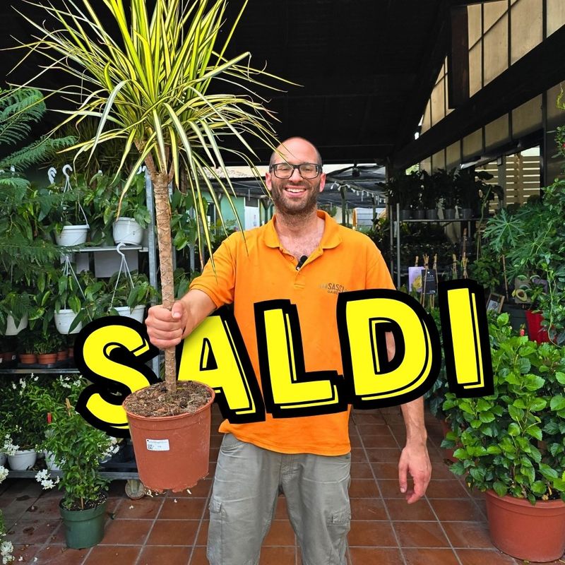 Sassi Garden - Vendita Piante Online