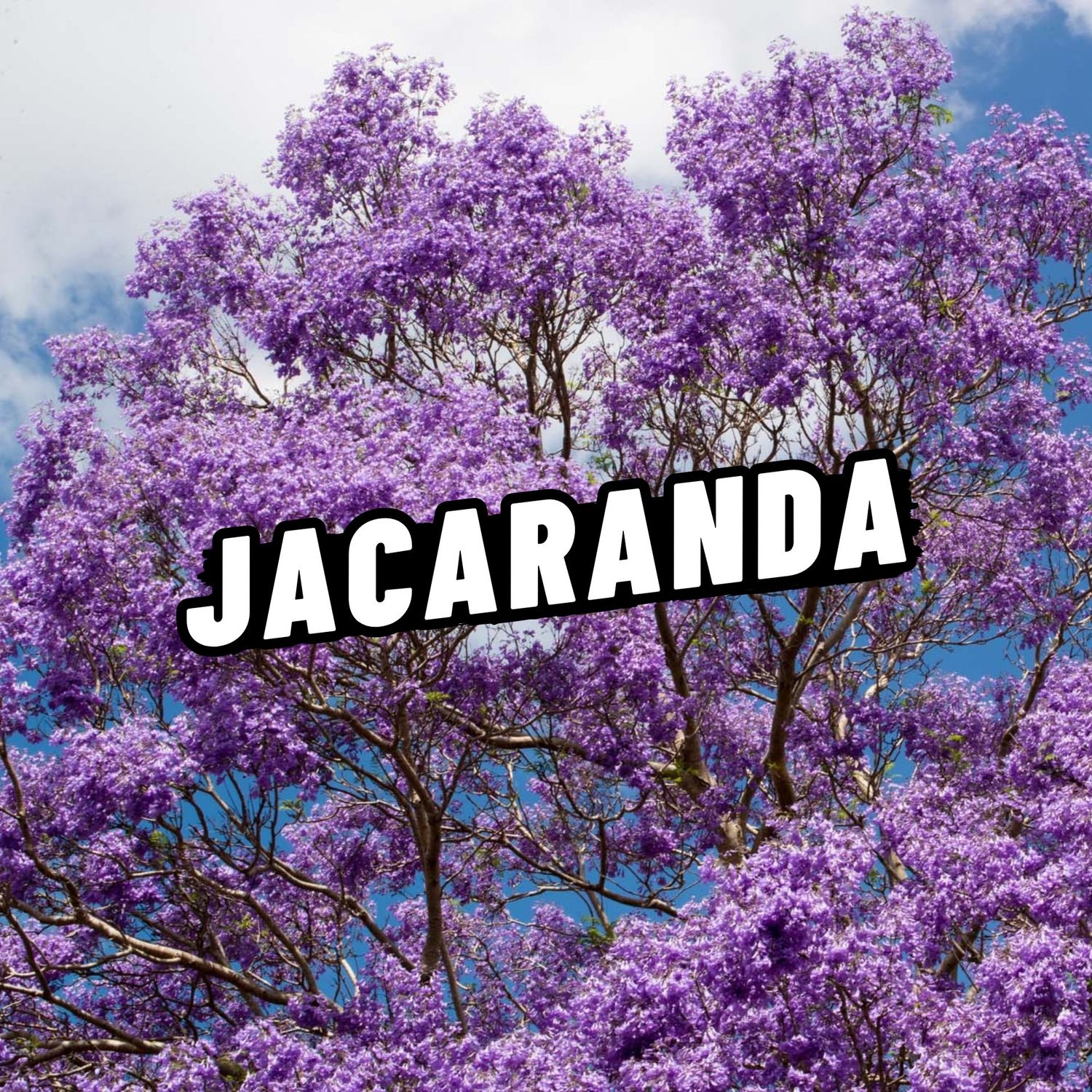 Jacaranda mimosifolia Ordina Online e Ricevi in Tutta Italia