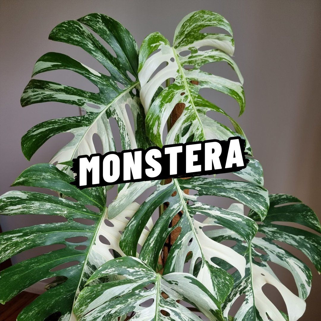 MONSTERA