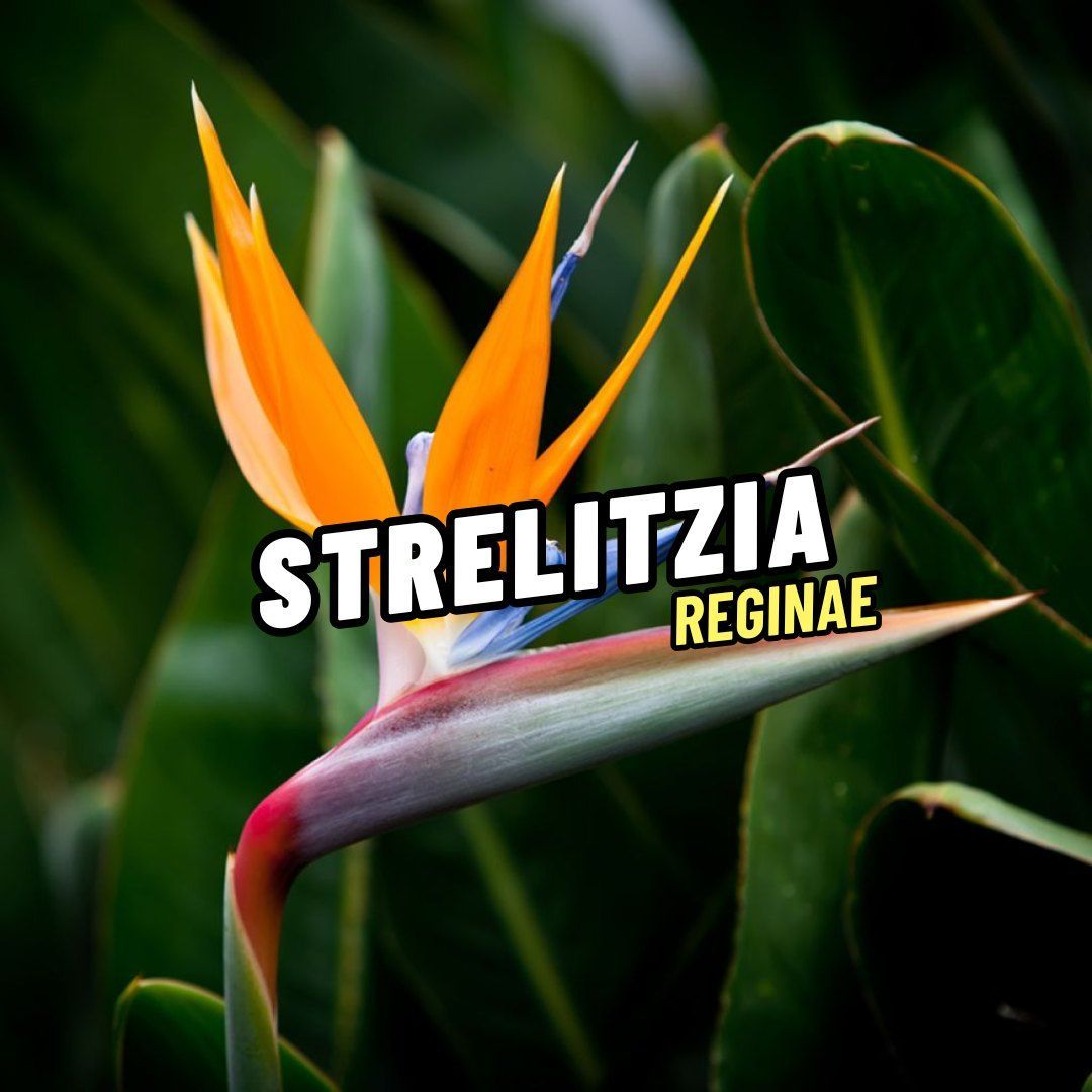 STRELITZIA REGINAE