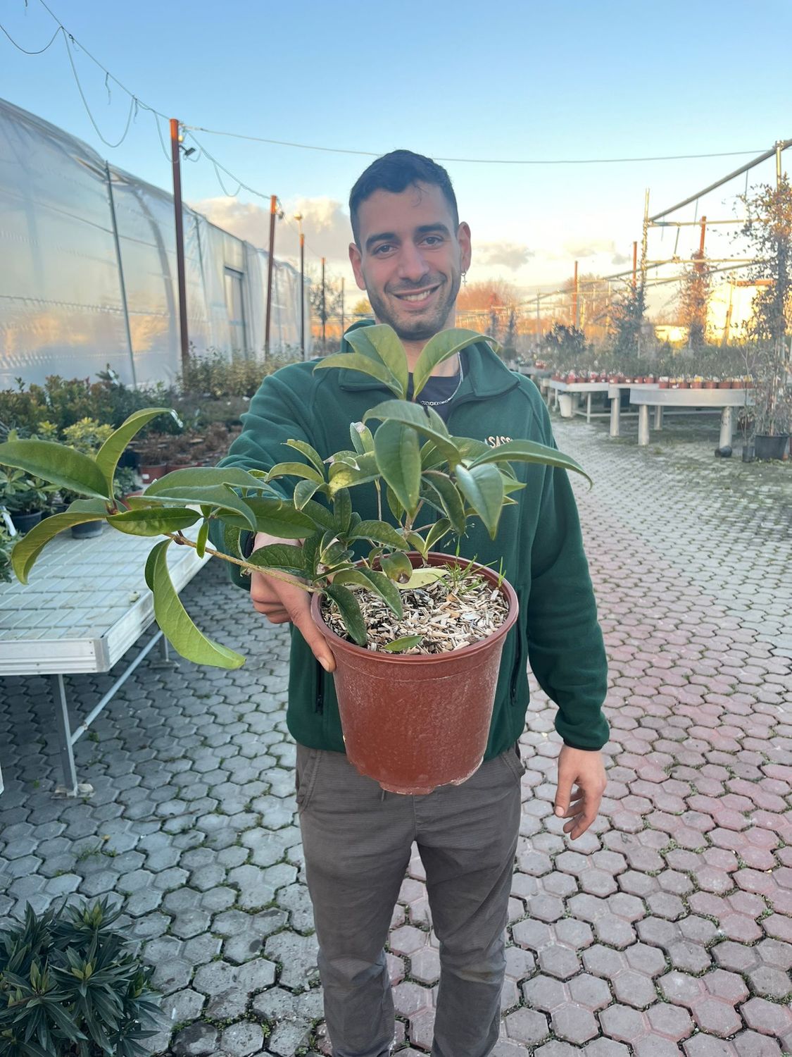 Osmanthus fragrans, Olea Fragrans - vaso Ø17 cm