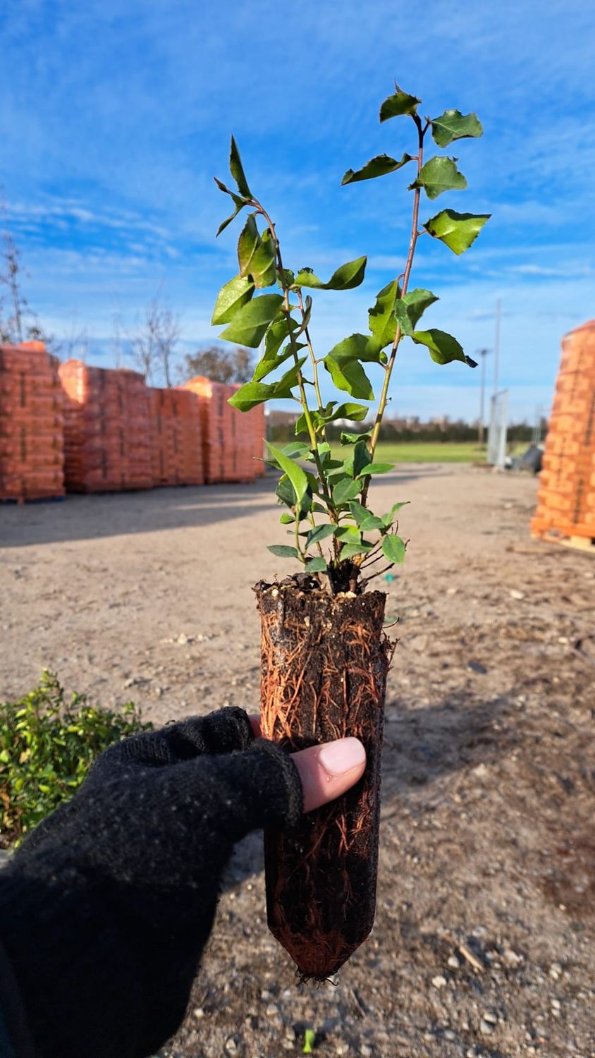 Rhamnus alaternus - Alaterno - alveolo forestale 54 fori