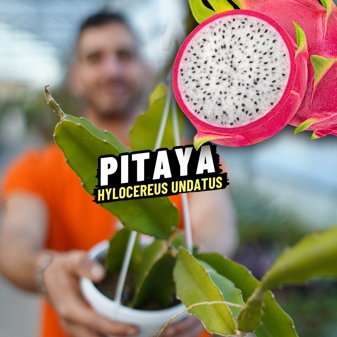 PITAYA