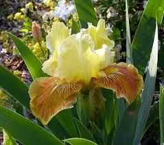 Iris Germanica ' Golden Muffin " - vaso Ø13 cm quadrato alto