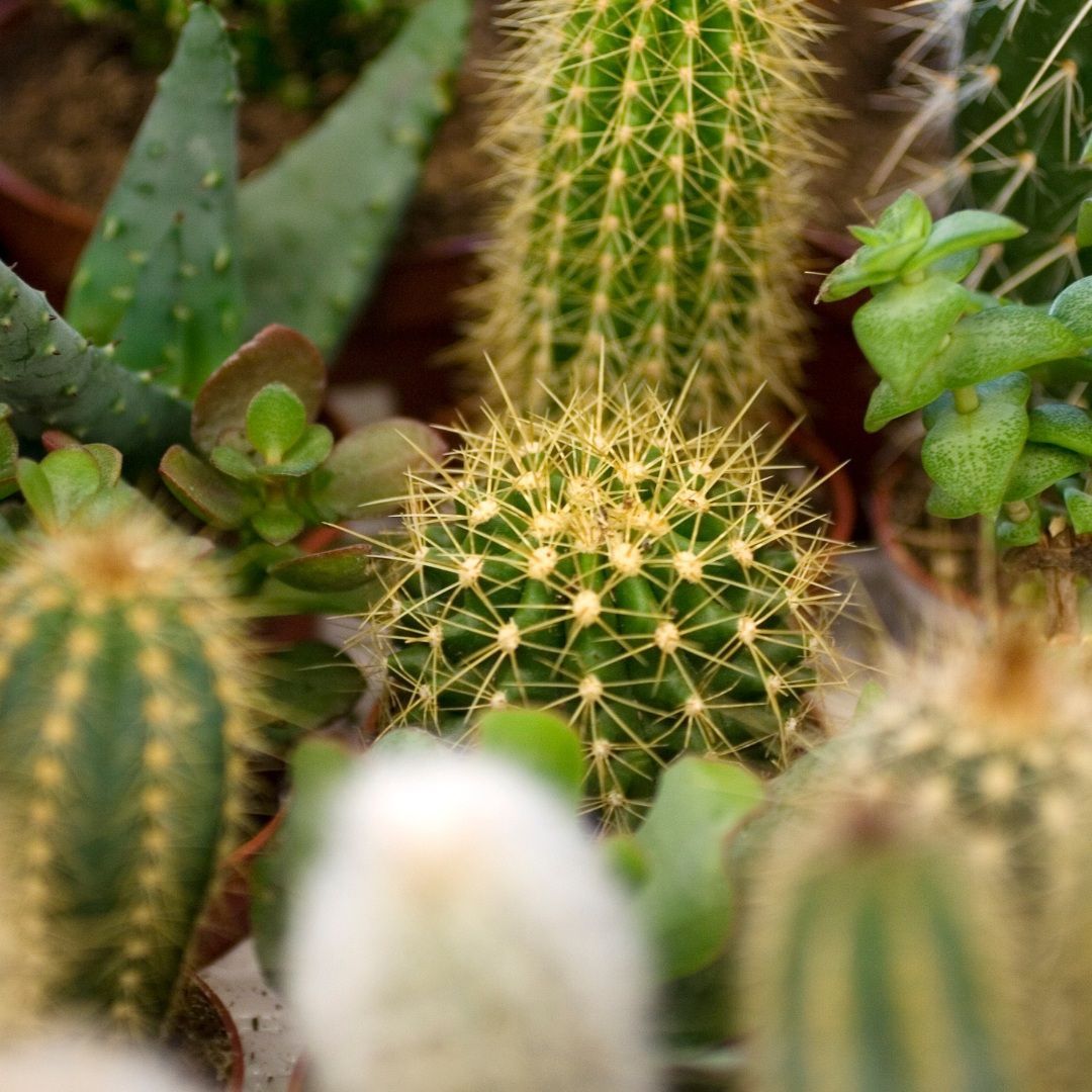 Vendita Piante Grasse Onlin: Scopri tutte le Varietà di Sassi Garden