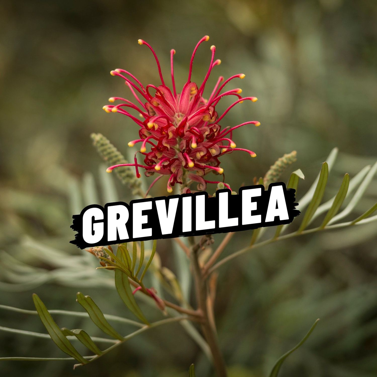 GREVILLEA