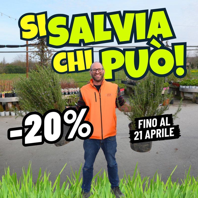 Sassi Garden - Vendita Piante Online