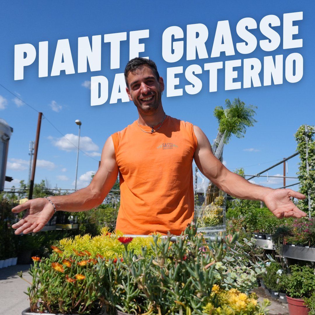 Piante Grasse da Esterno in Vendita Online | Sassi Garden