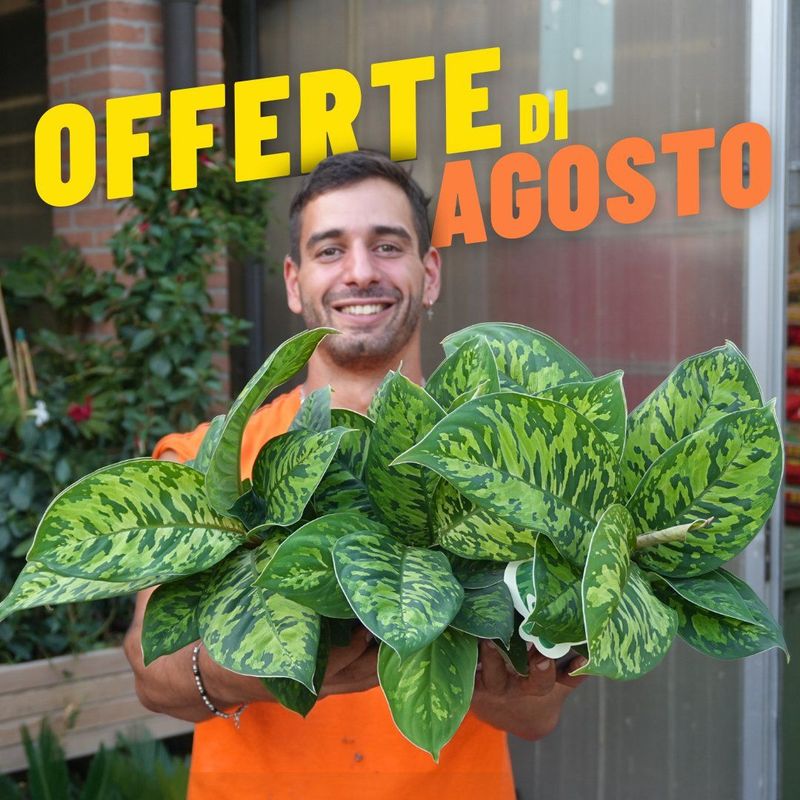 Sassi Garden - Vendita Piante Online