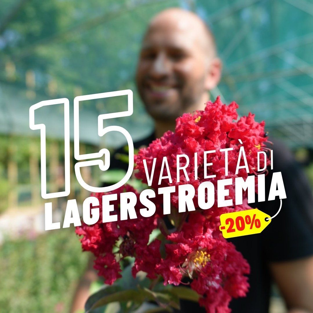 15 LAGERSTROEMIA IN OFFERTA