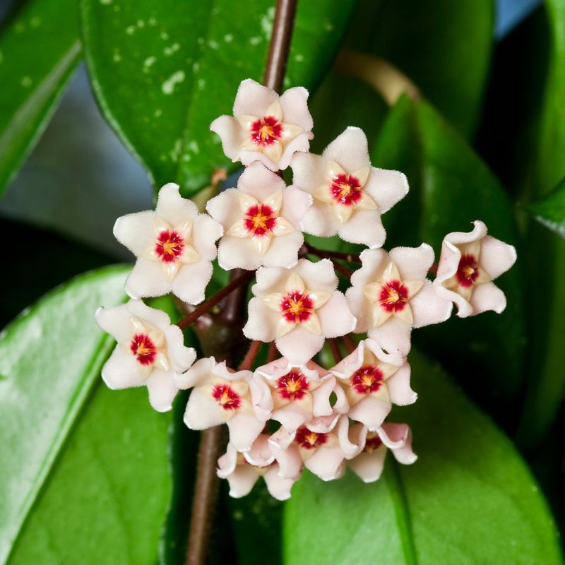 5 Hoya Fiore di Cera in Offerta su sassigarden.com