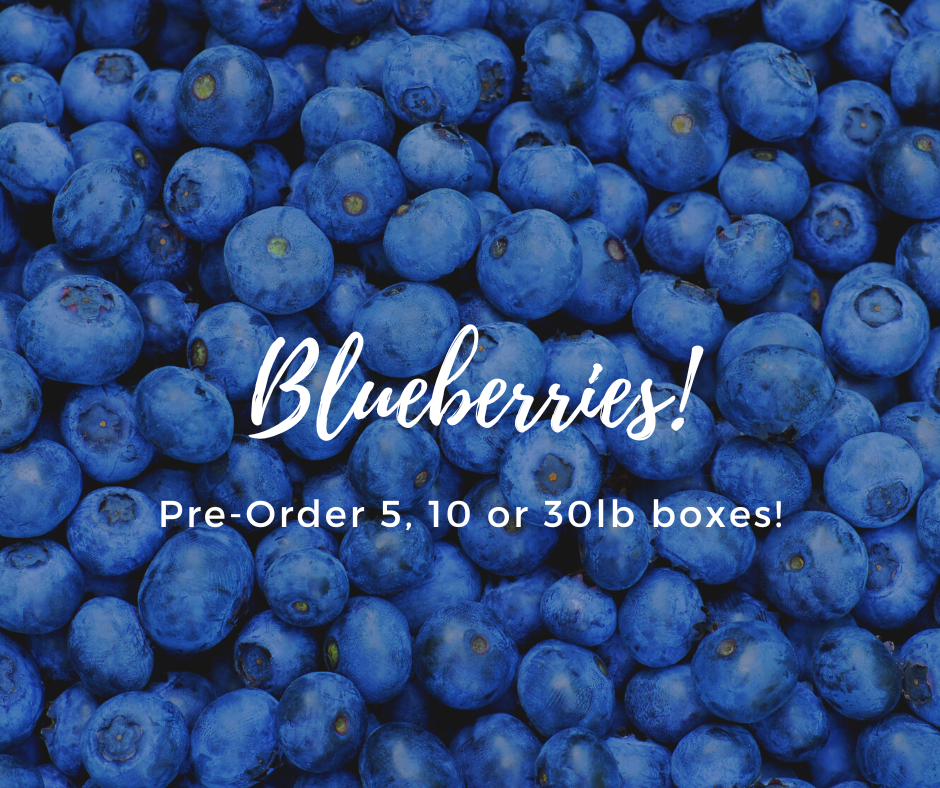 30# Box Blueberries Pre-picked and sorted