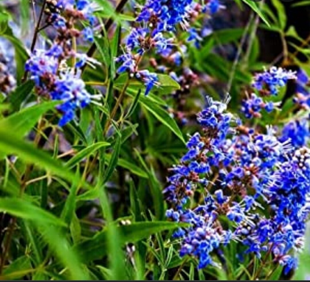 Chaste Tree Berries (2ozs)