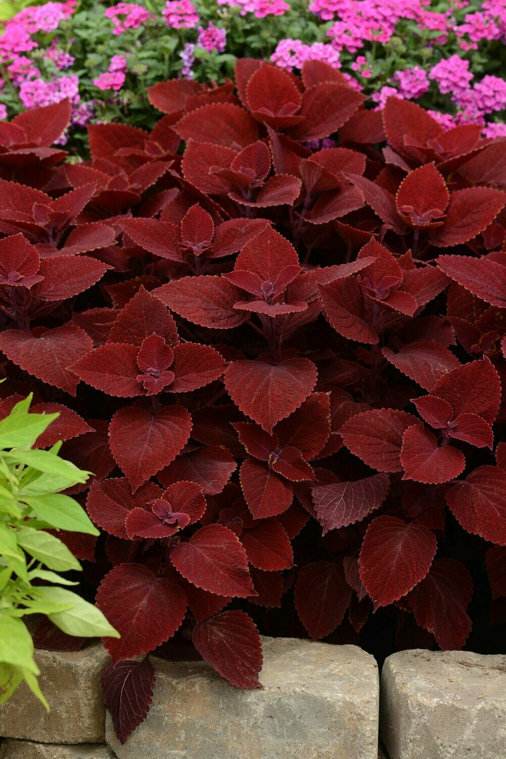 Coleus: Ruby Slippers