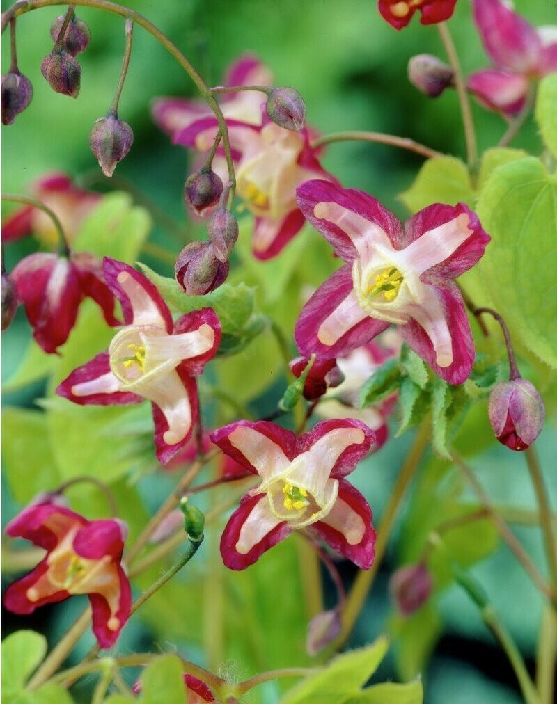 Epimedium: Rubrum