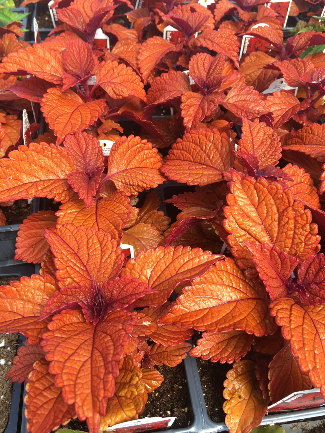 Coleus: Inferno