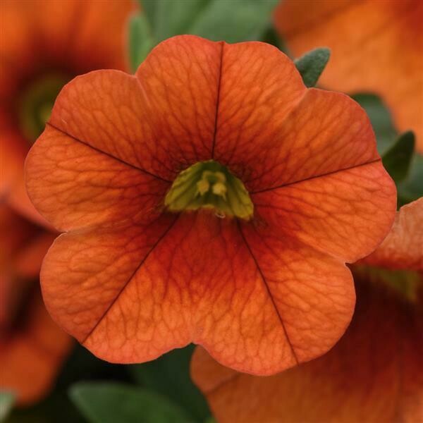 Calibrachoa - Kabloom: Orange