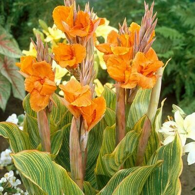 Canna Lilies