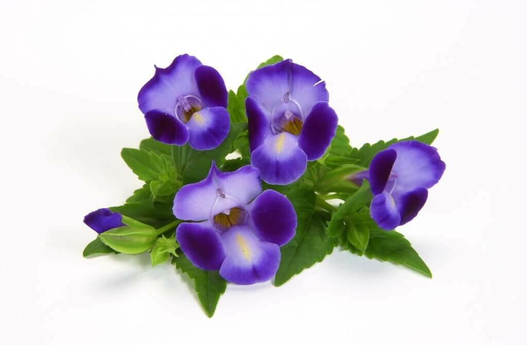 Torenia: Purple Moon
