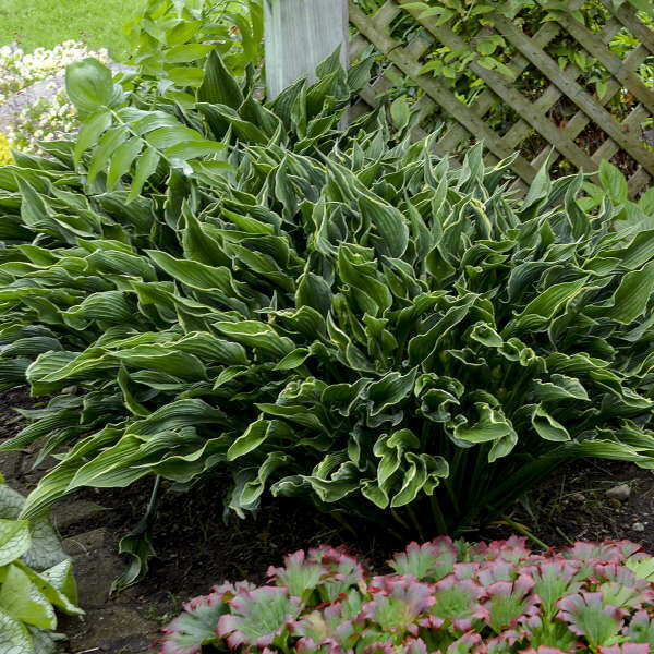 Hosta: Praying Hands
