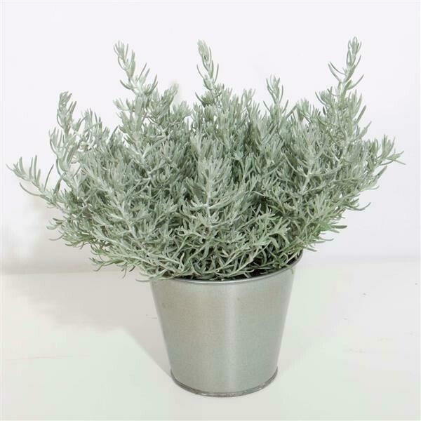 Helichrysum: Silver Stitch 21