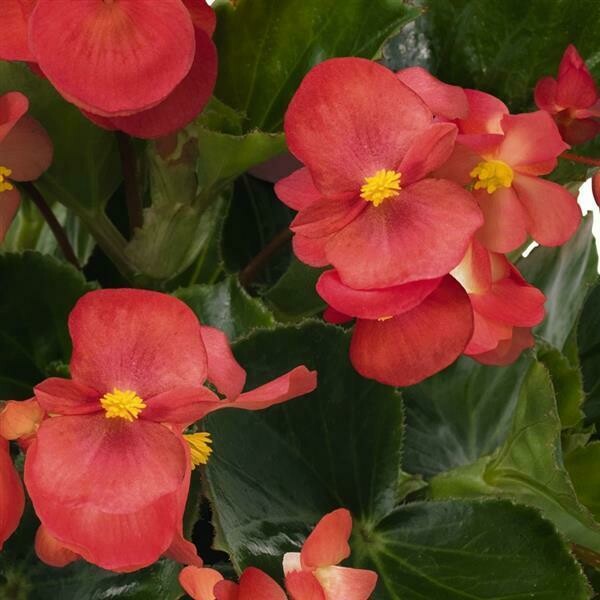 Begonia - Whopper: Red (Green Leaf)