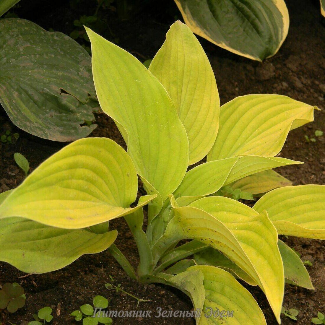 Hosta: Sunny Halcyon