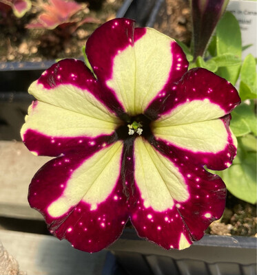 Petunia