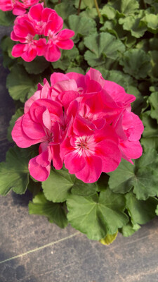 Geranium
