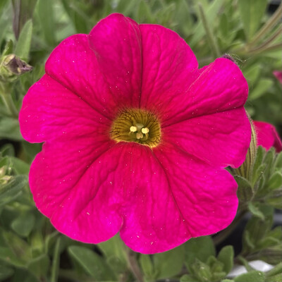 Petchoa Petunias
